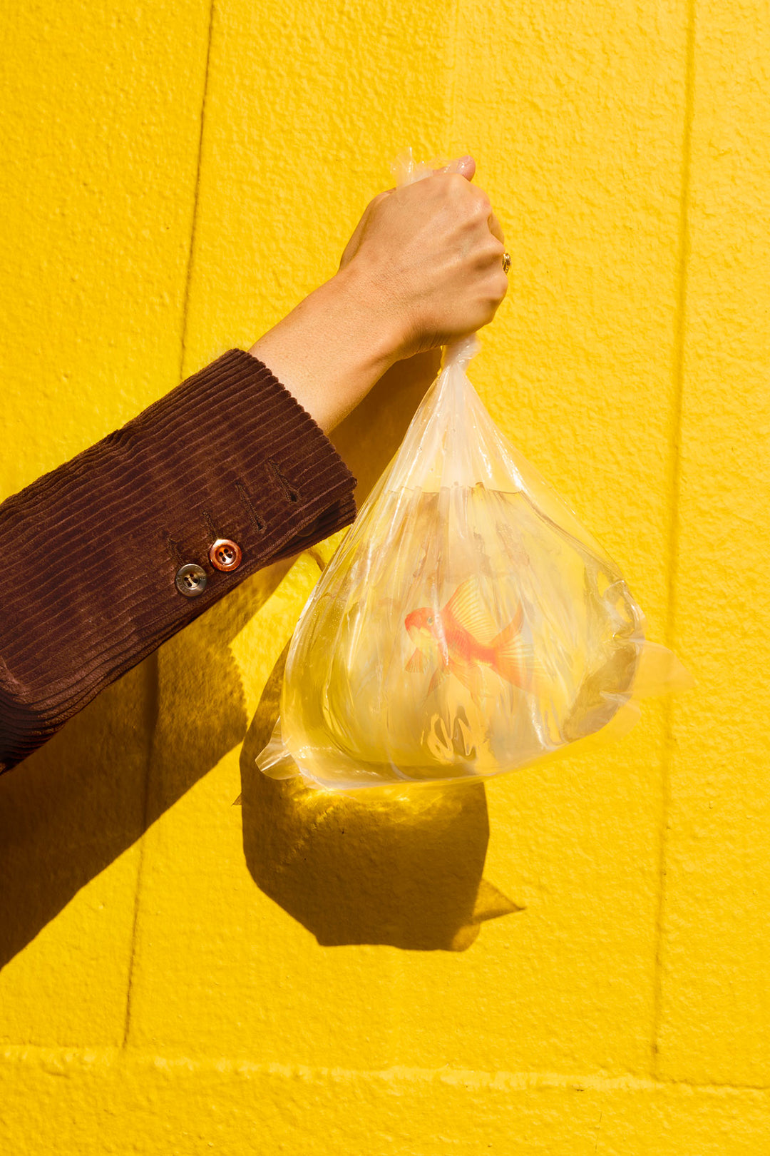 KIPPER’S WORLD – Kipper